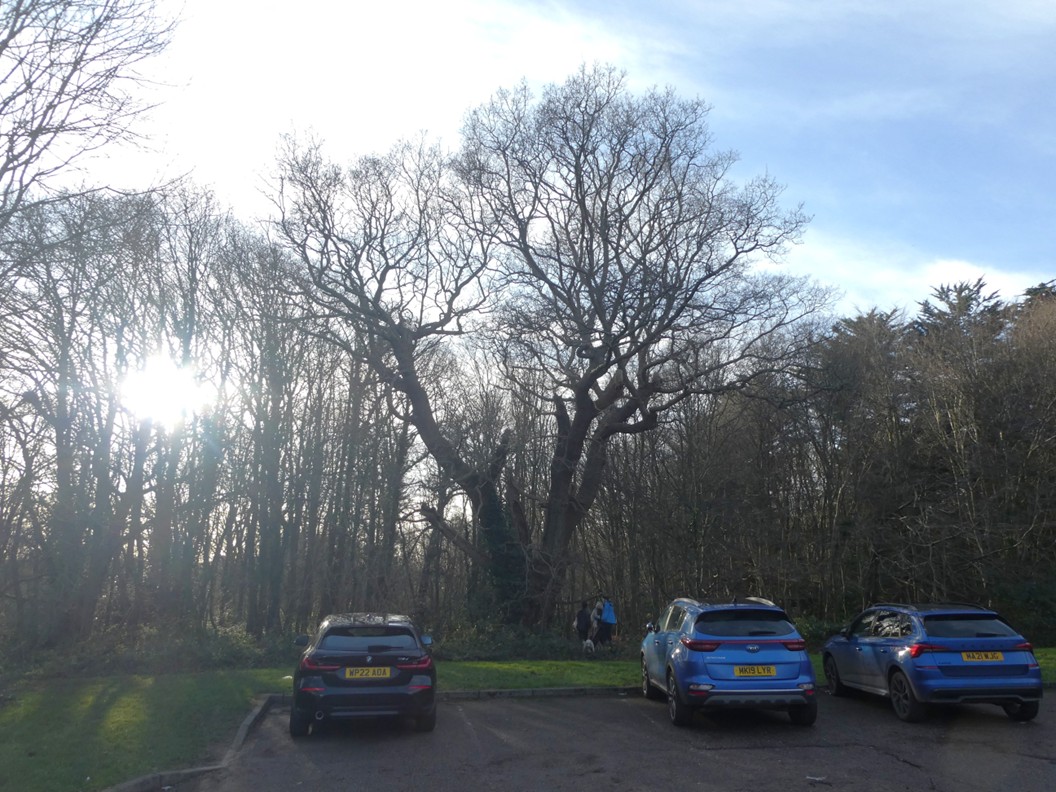 Action being taken by Enfield Council regarding the Whitewebbs Oak ...